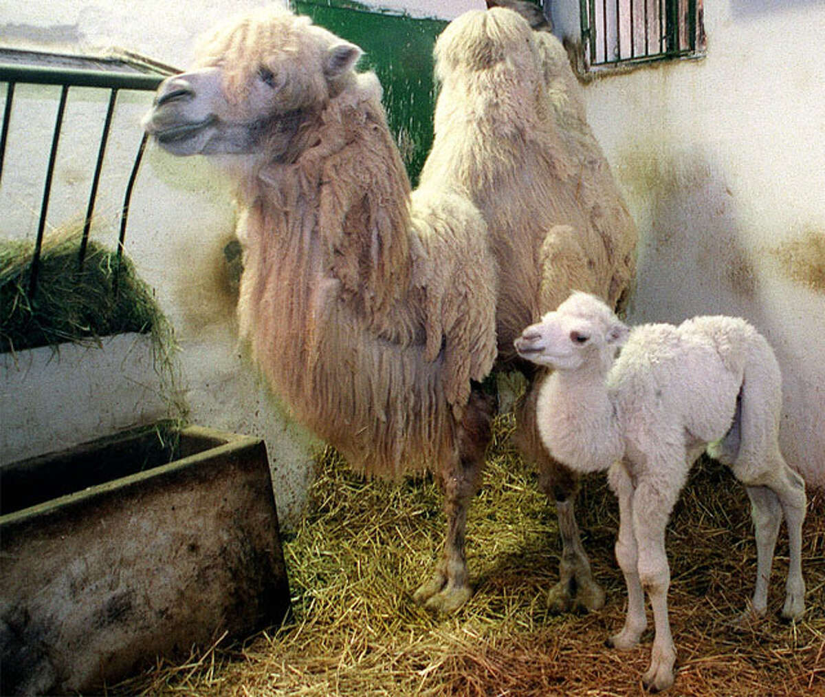 Animal mothers welcome their young