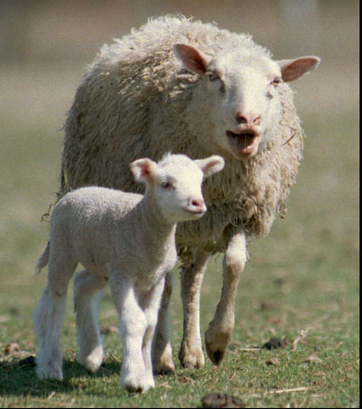 Animal mothers welcome their young