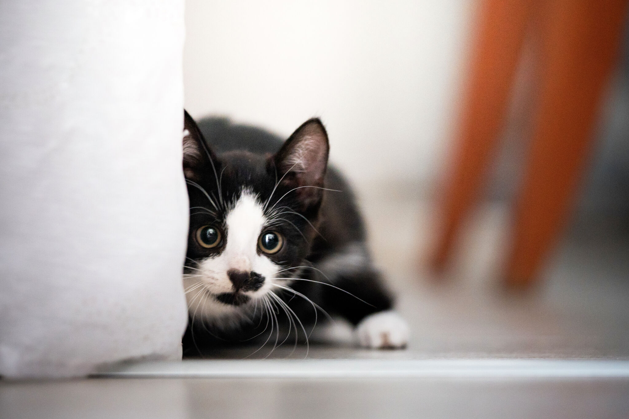 Understand '3-3-3' rule to help cat adjust to new life