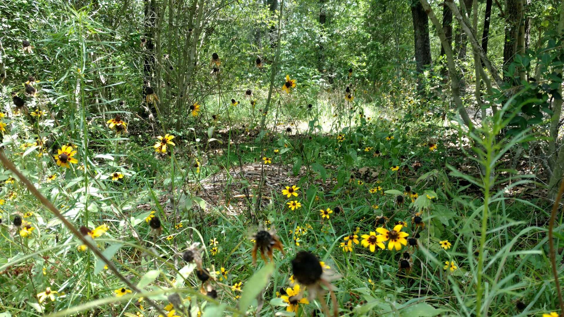 Houston area to open first certified conservation cemetery