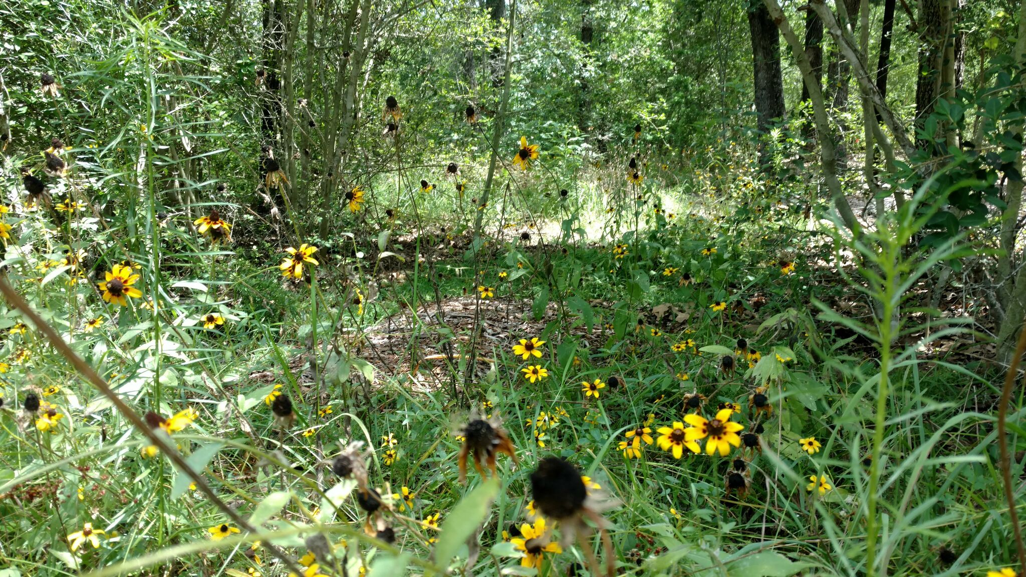 Houston area to open first certified conservation cemetery
