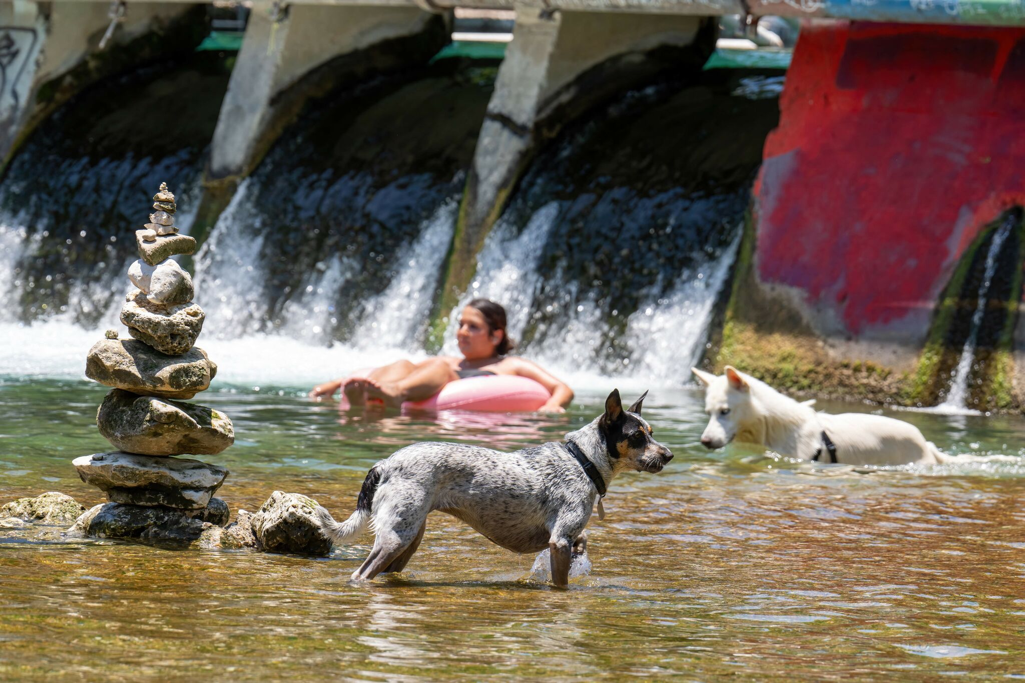 Toxic blue-green algae blooms again in Texas waters