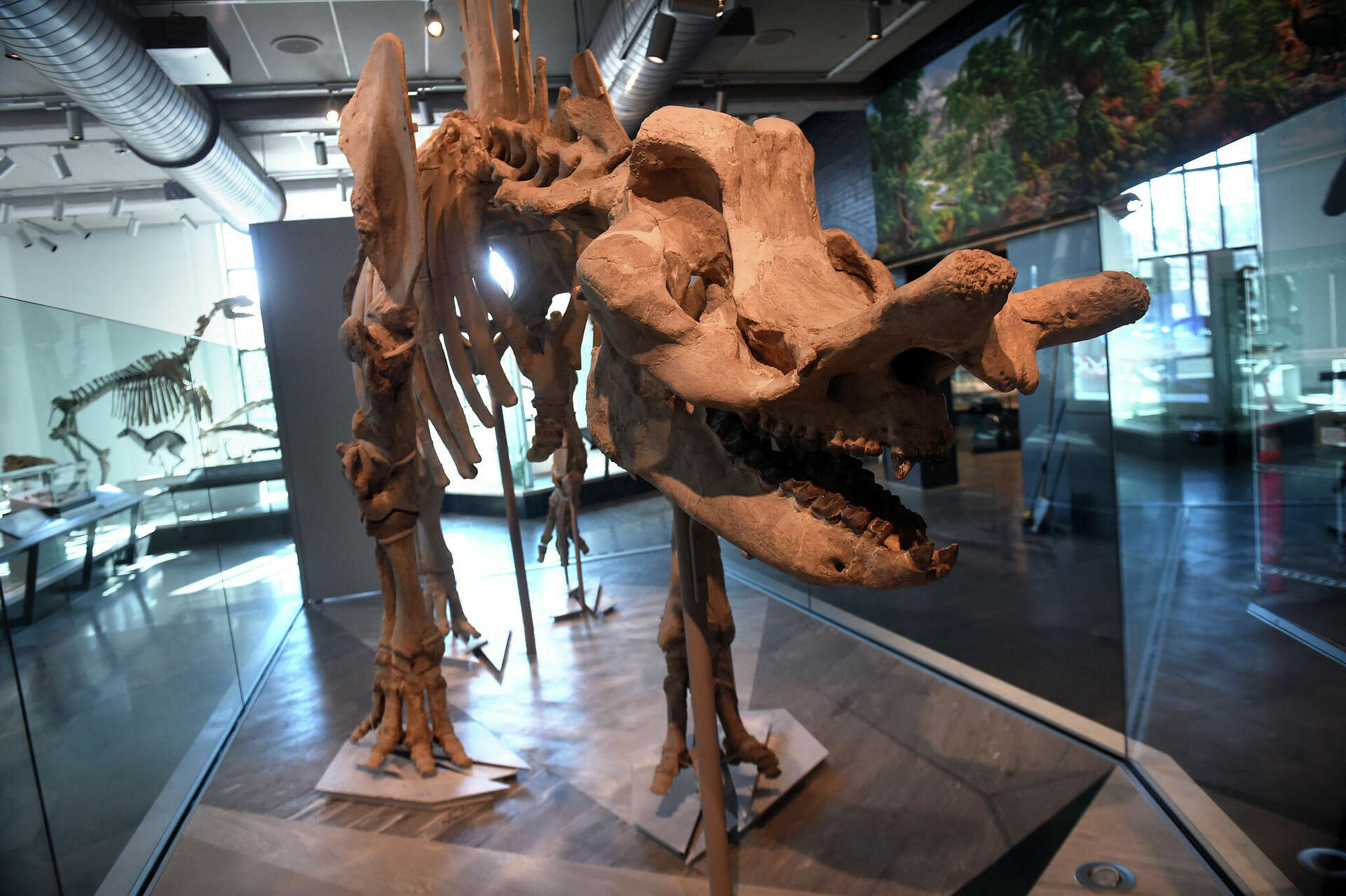The Peabody Museum reopens this month: Here's what to expect