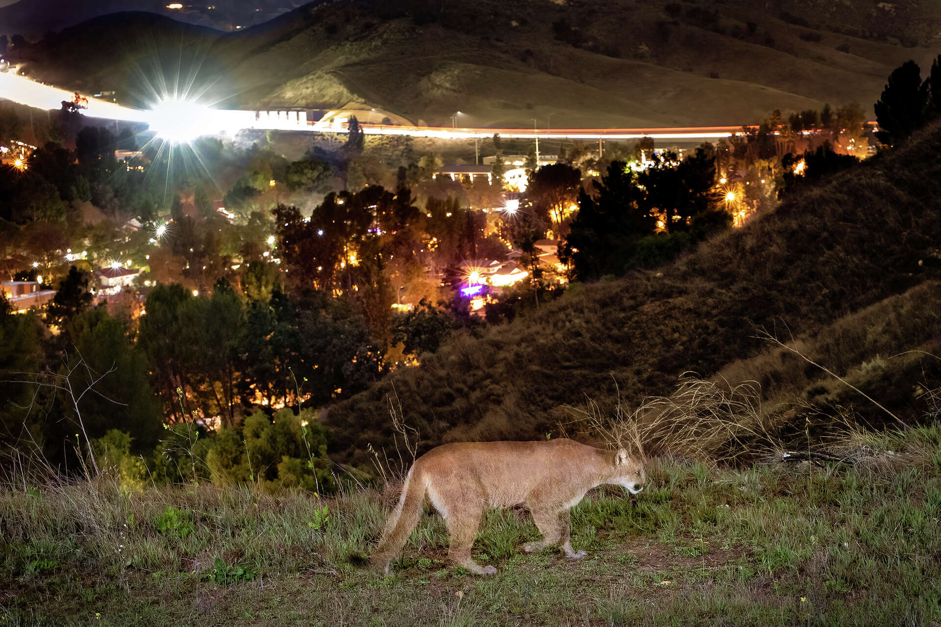 World's largest wildlife crossing is taking shape in California