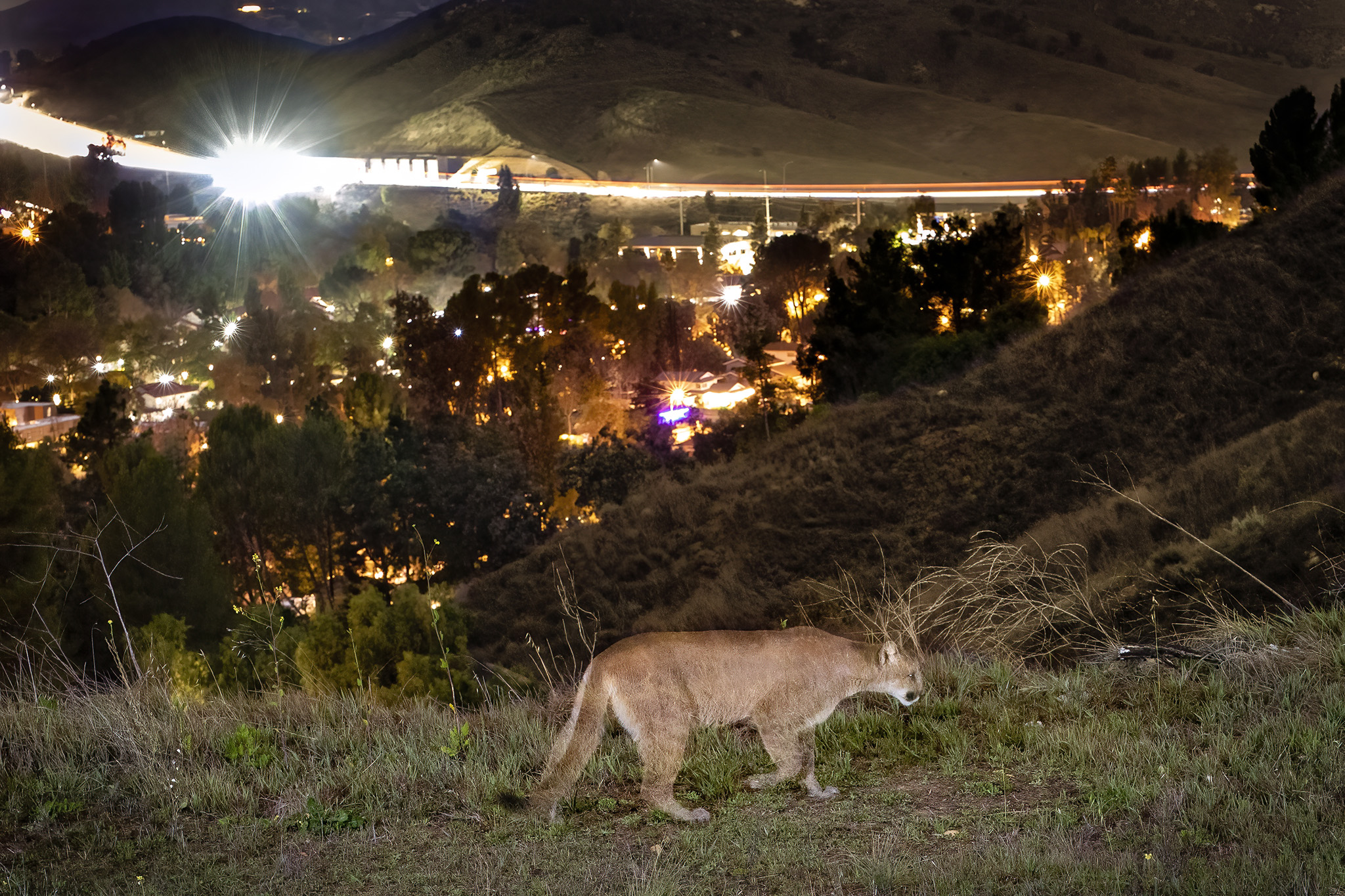 World's largest wildlife crossing is taking shape in California