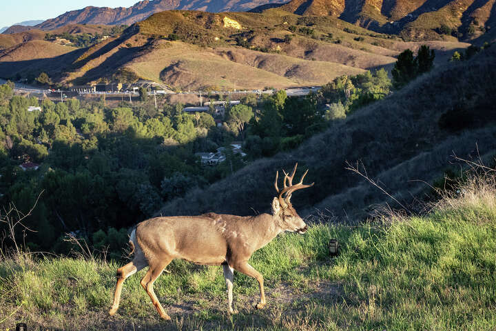 World's largest wildlife crossing is taking shape in California