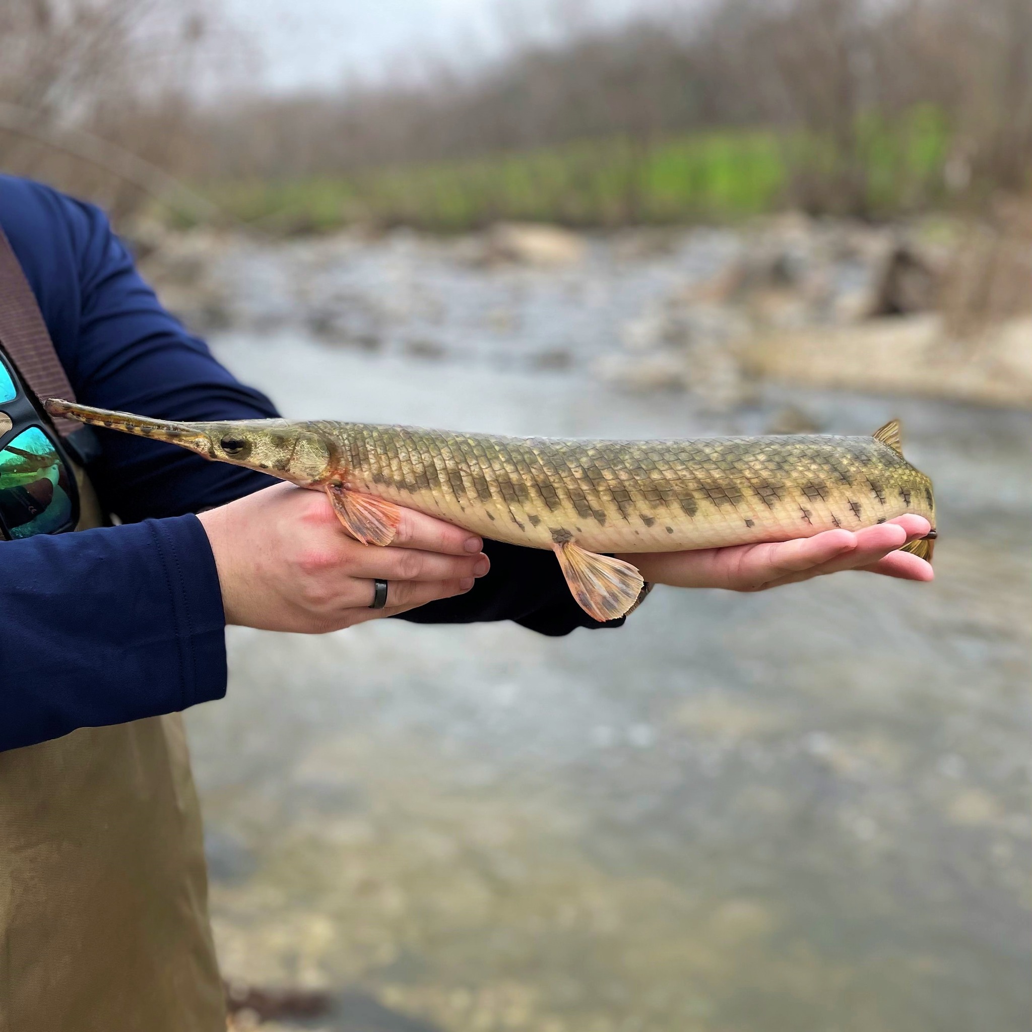 Dinosaur-era fish species found for first time at Mission Reach