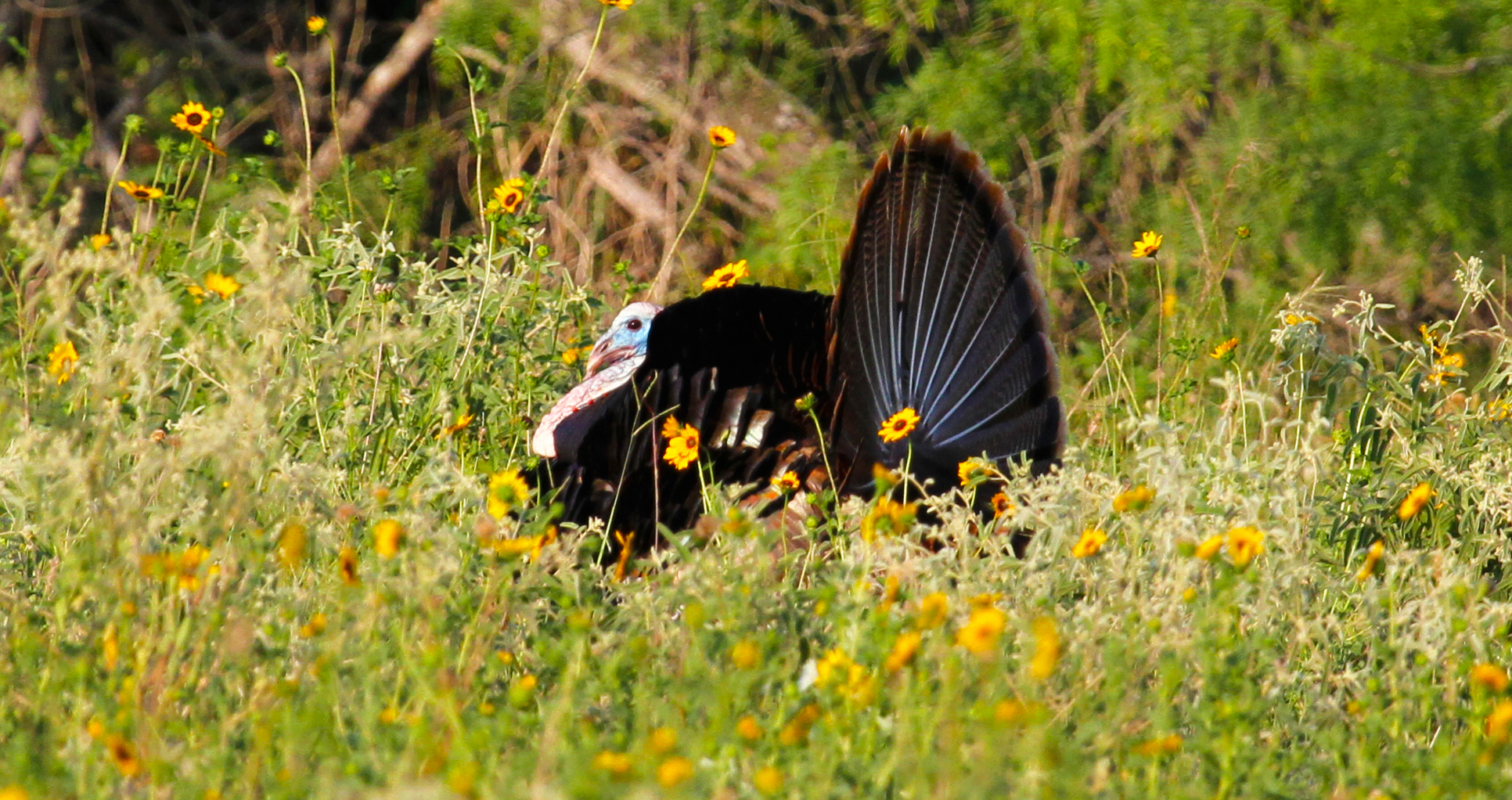 Texas Rio Grande turkeys: Spring hunting season preview