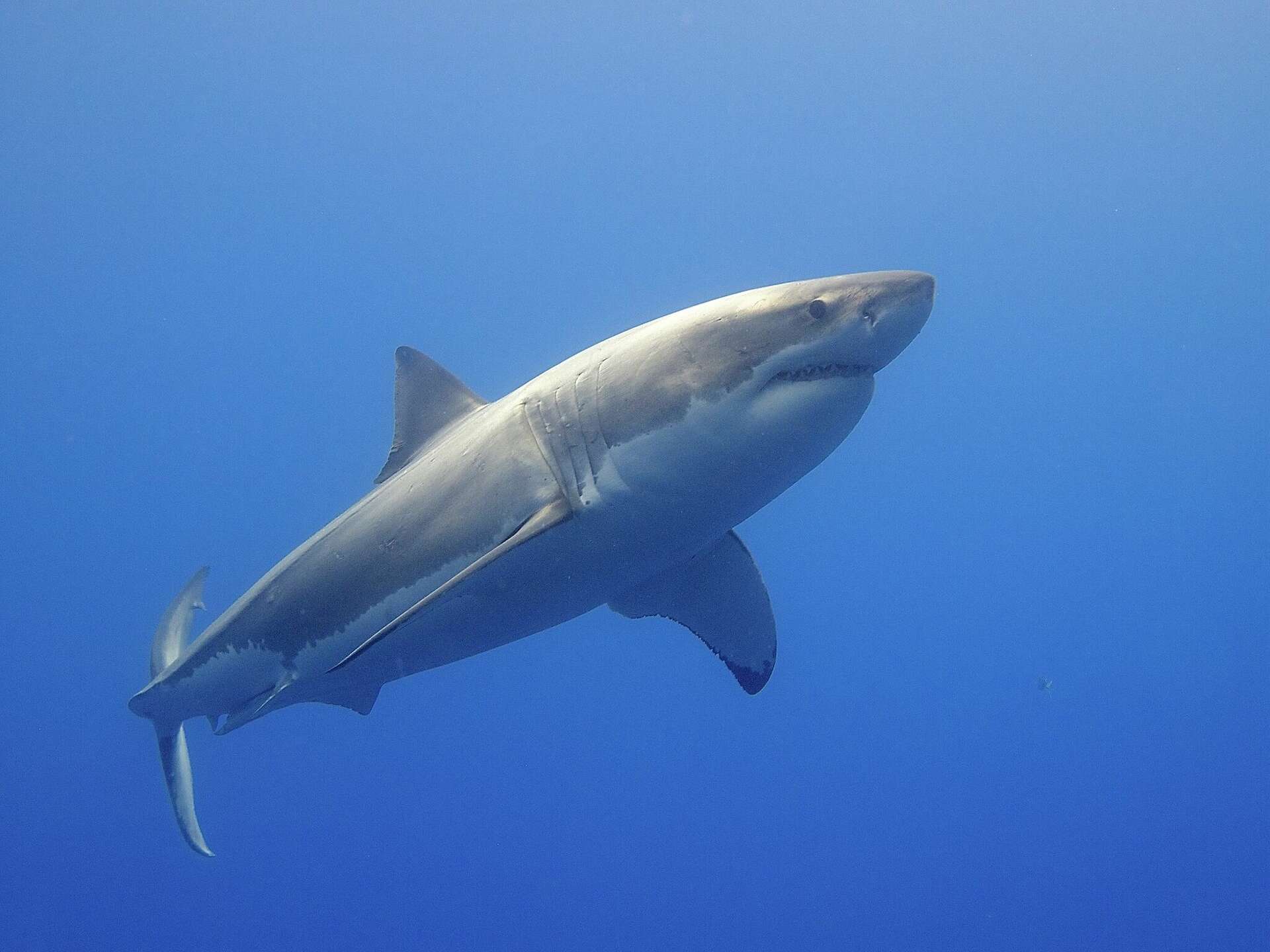 Great white shark's trip to Gulf of Mexico makes her famous