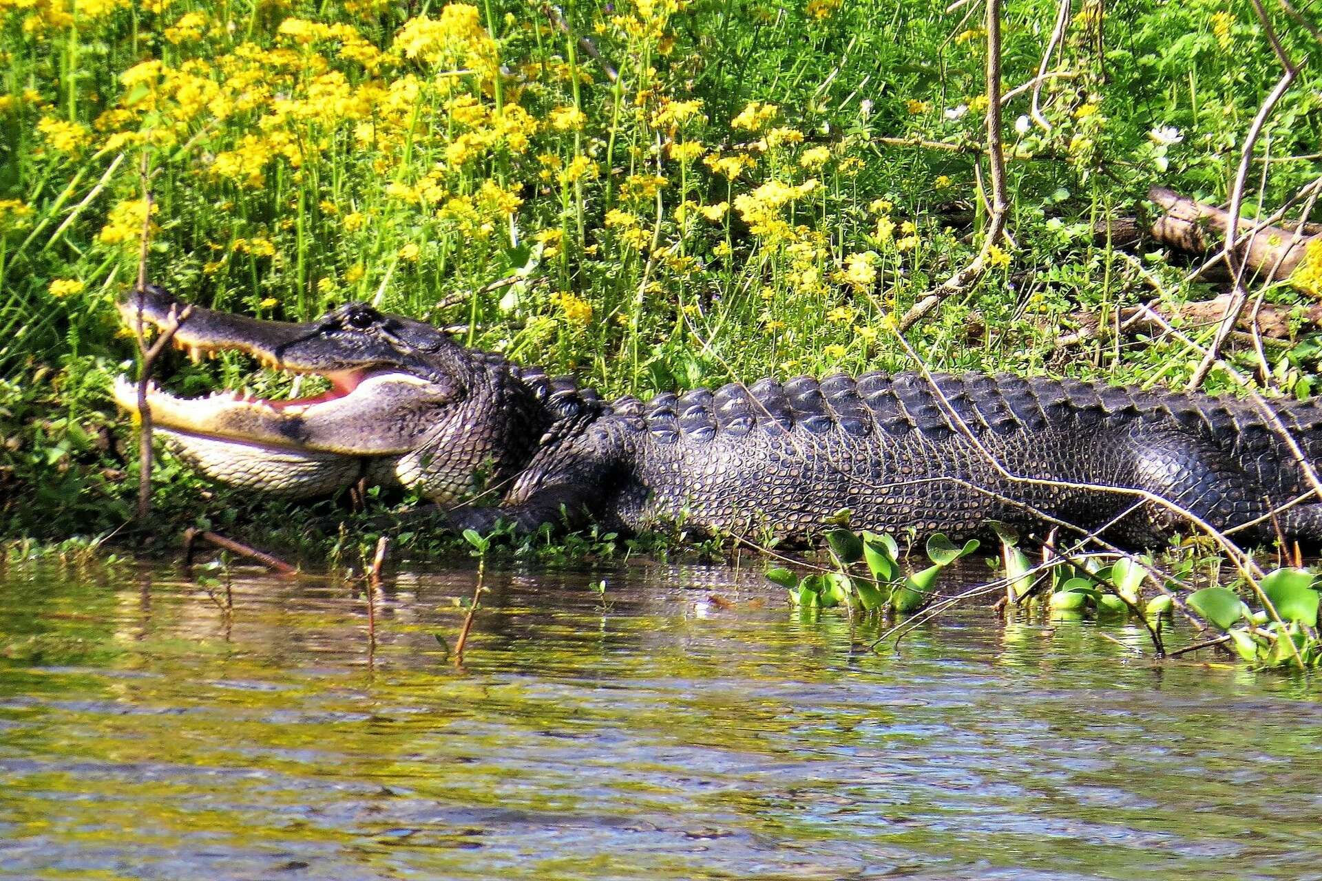 Houston-area neighborhood suddenly seeing more alligators