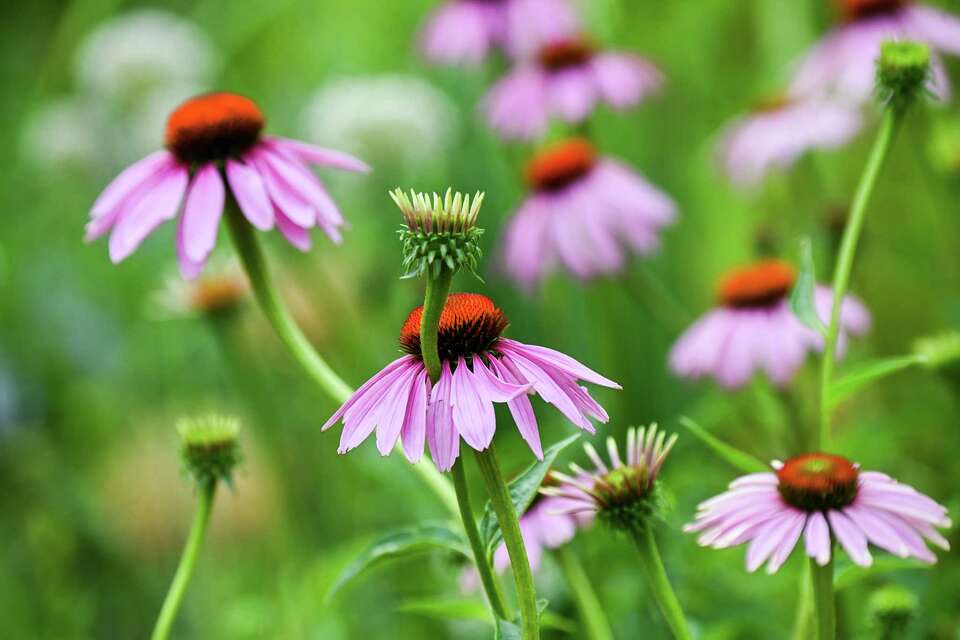 7 perennials that thrive in your Houston garden all summer