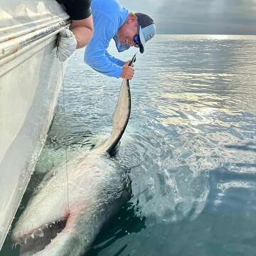 Shark's journey around the U.S coast becomes a swimming sensation