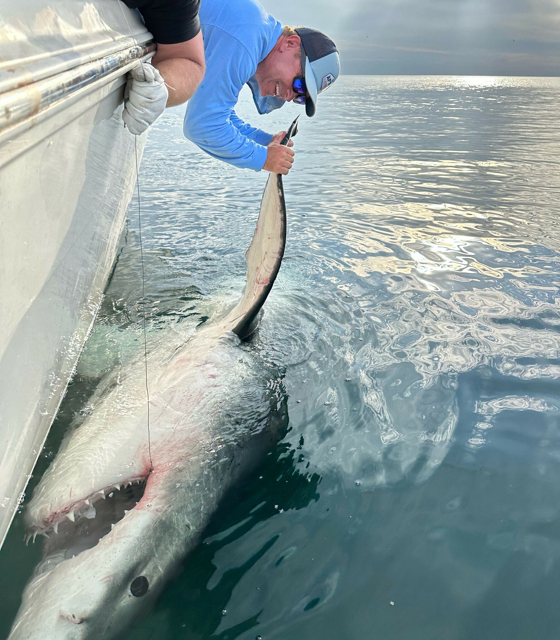 Shark's journey around the U.S coast becomes a swimming sensation