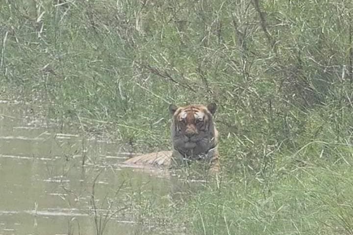 Photos allegedly showing giant tiger in Texas lake are fake