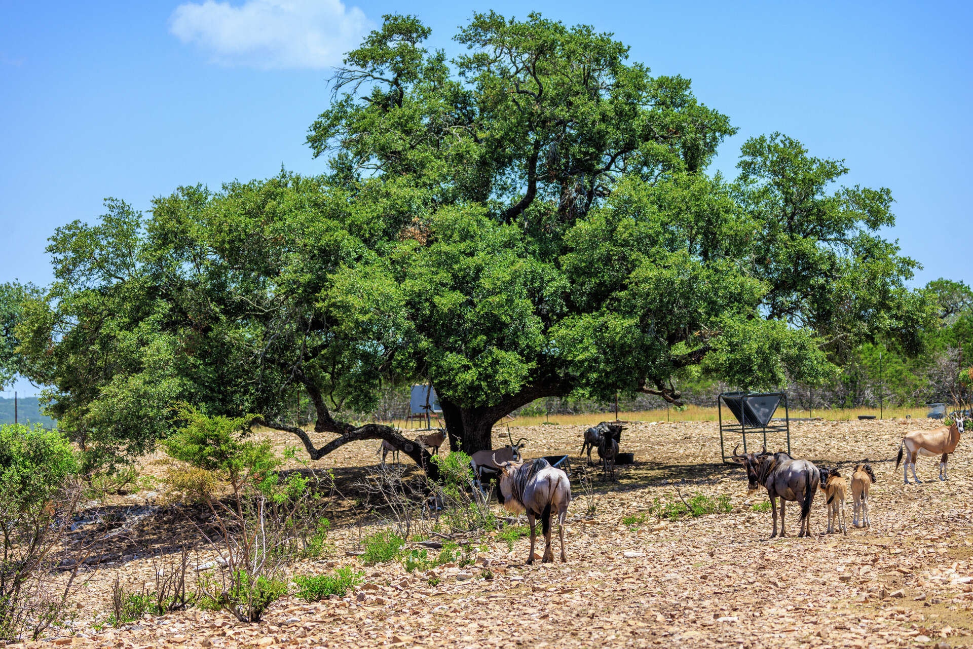 Real County ranch sells for $1.3M with zebras, kangaroos