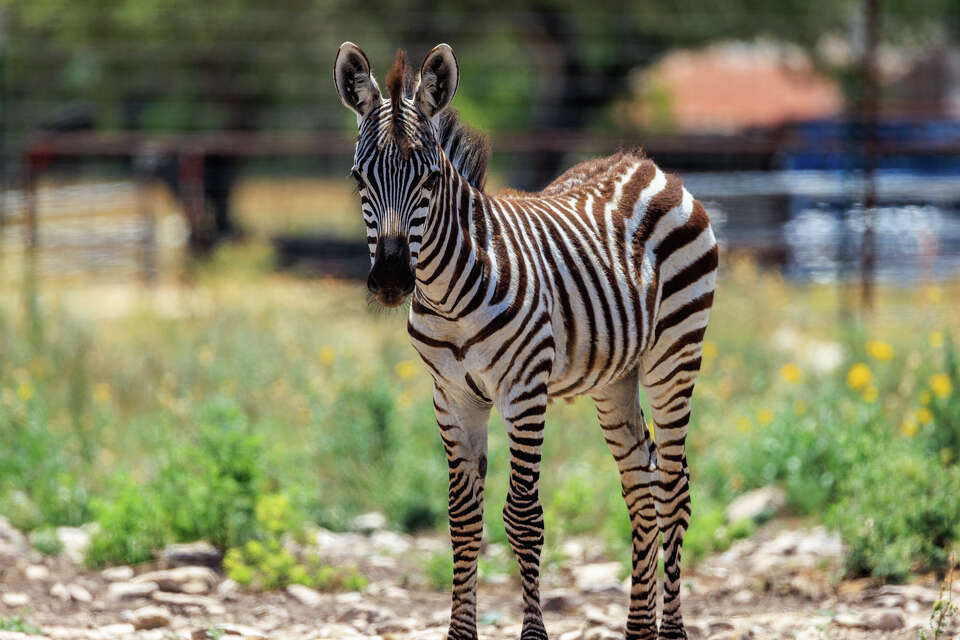 Real County ranch sells for $1.3M with zebras, kangaroos