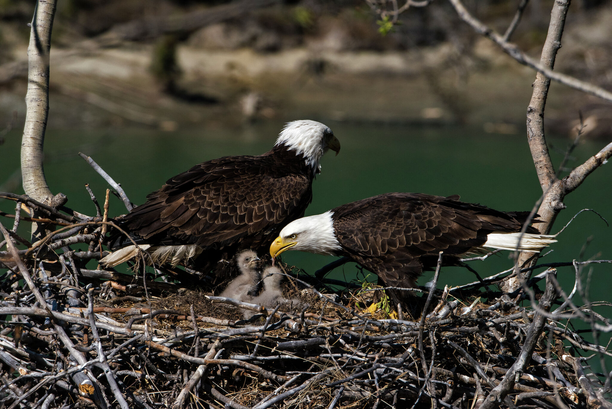 The Best Place to See Bald Eagles Near Denver, Colorado