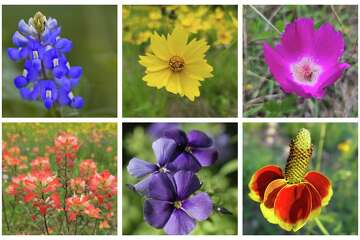 What wildflowers grow in Texas?