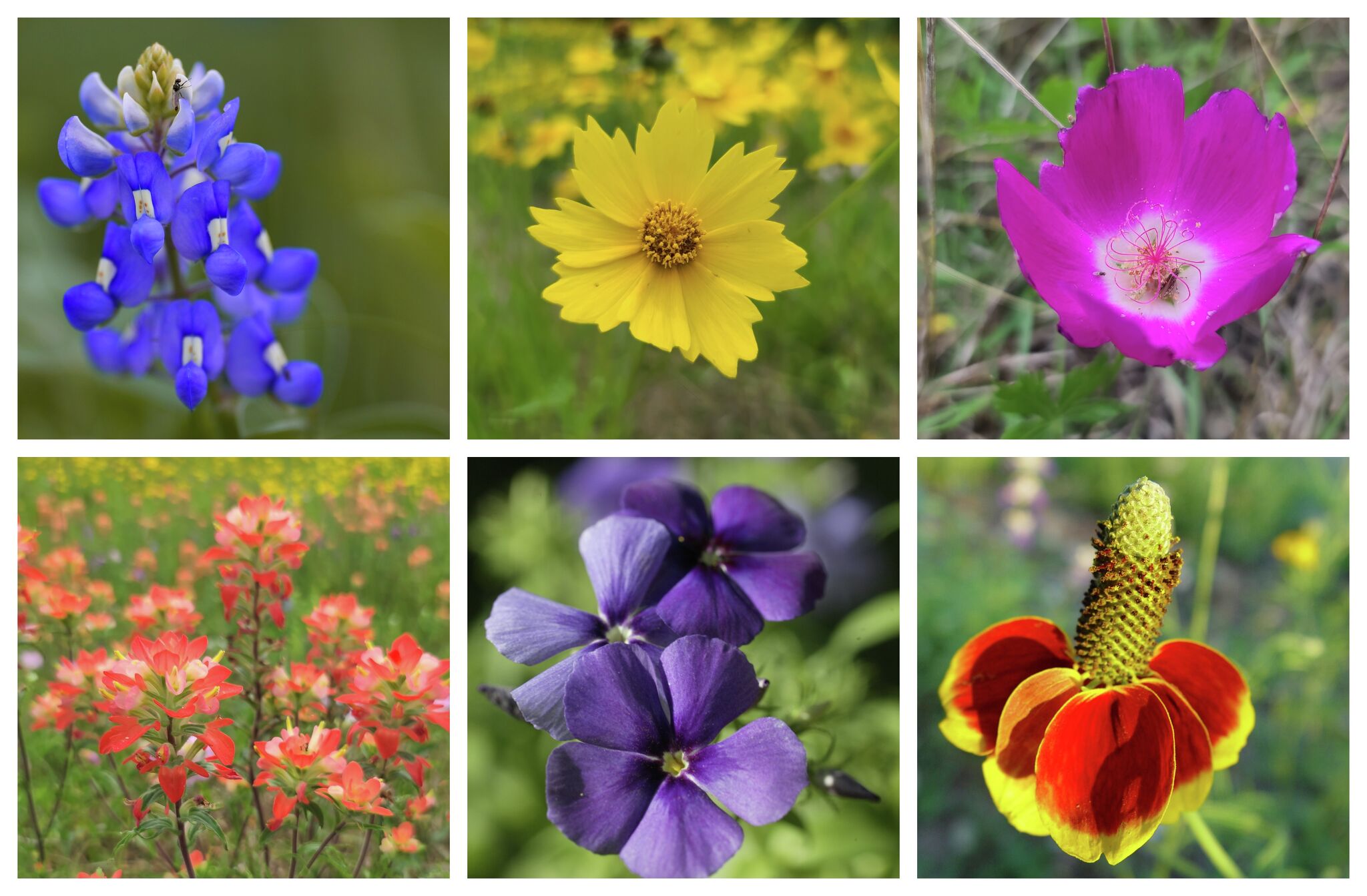 What wildflowers grow in Texas?