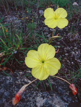 What wildflowers grow in Texas?