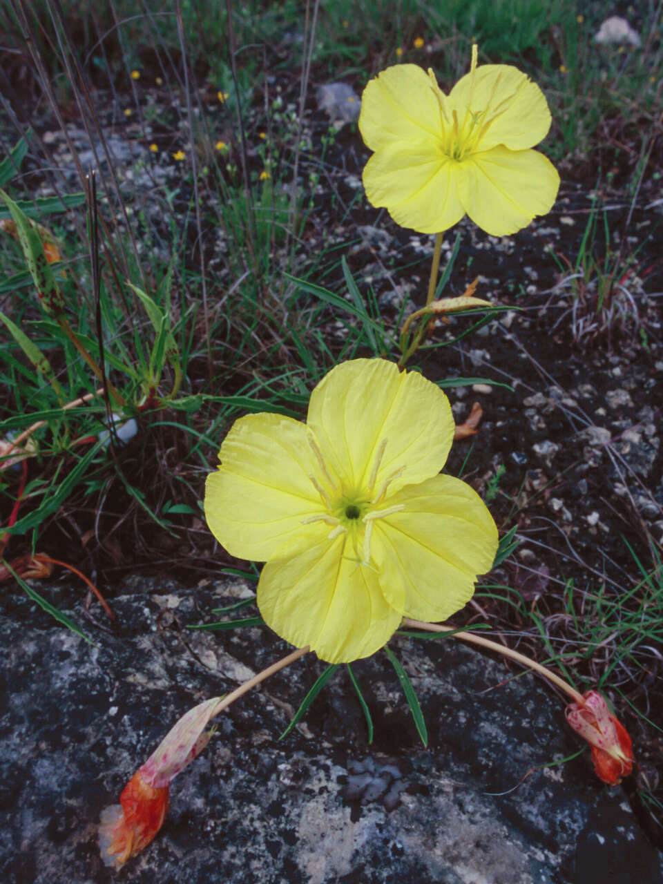 What wildflowers grow in Texas?