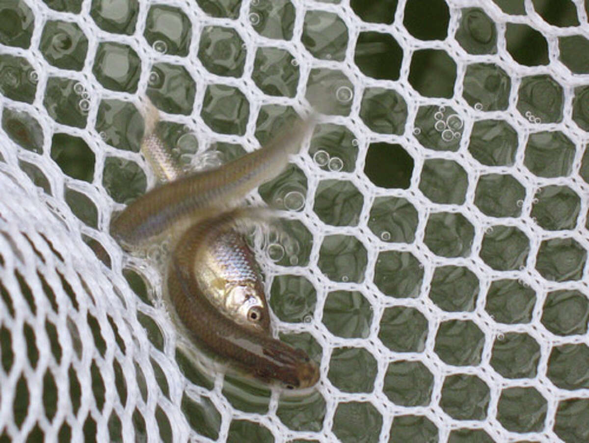 Endangered species at home and around the world