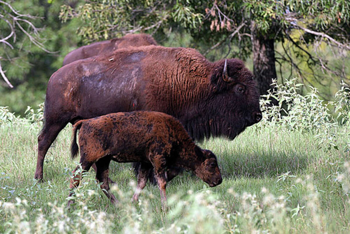 Endangered species at home and around the world