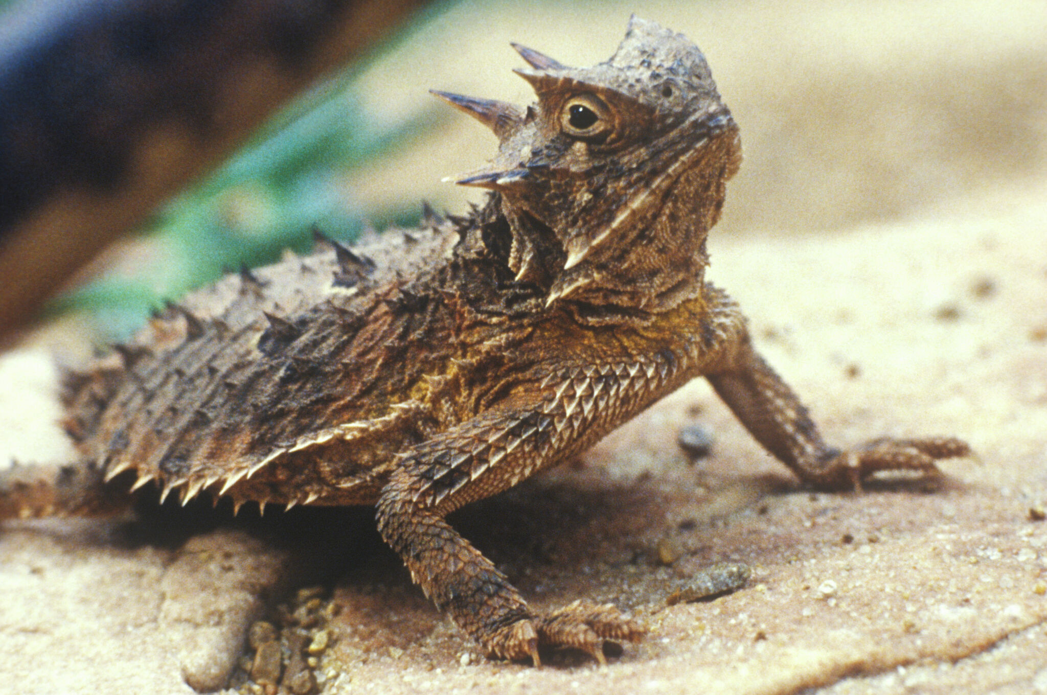 Texas horned lizard all but wiped out from Gulf Coast