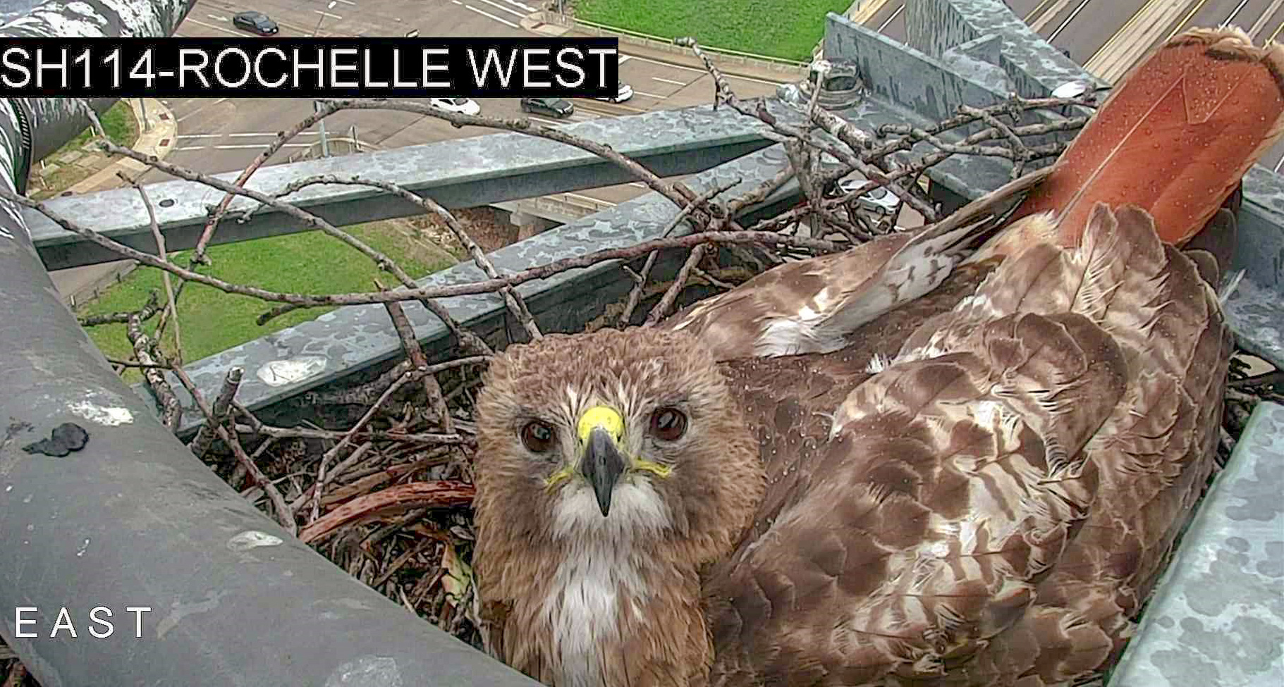 Hawk turns Texas road cam into nest for the past decade