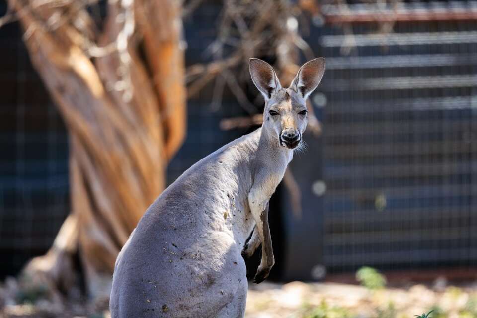Southwest Texas ranch could come with zebras, kangaroos