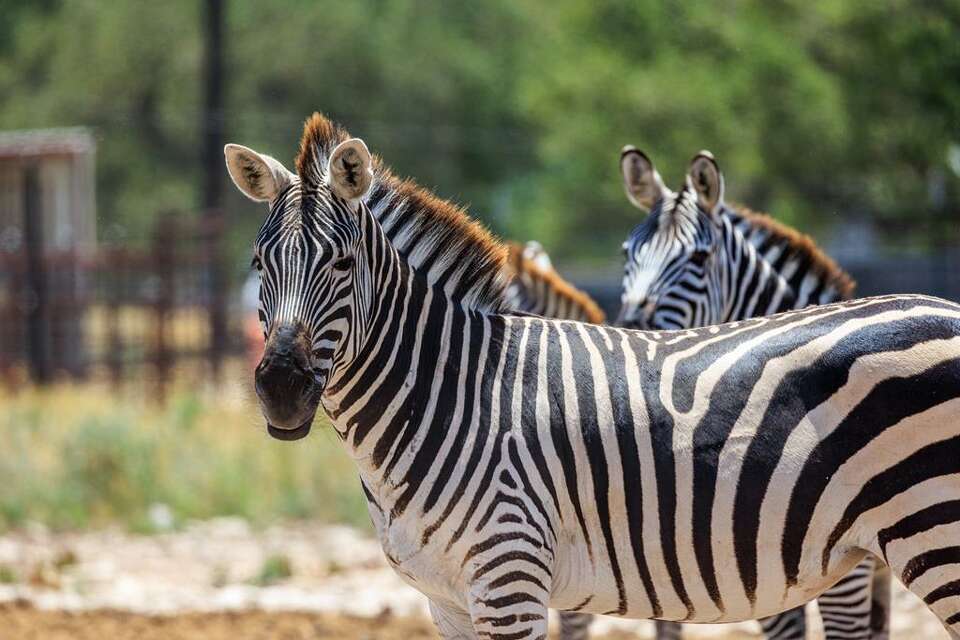 Southwest Texas ranch could come with zebras, kangaroos