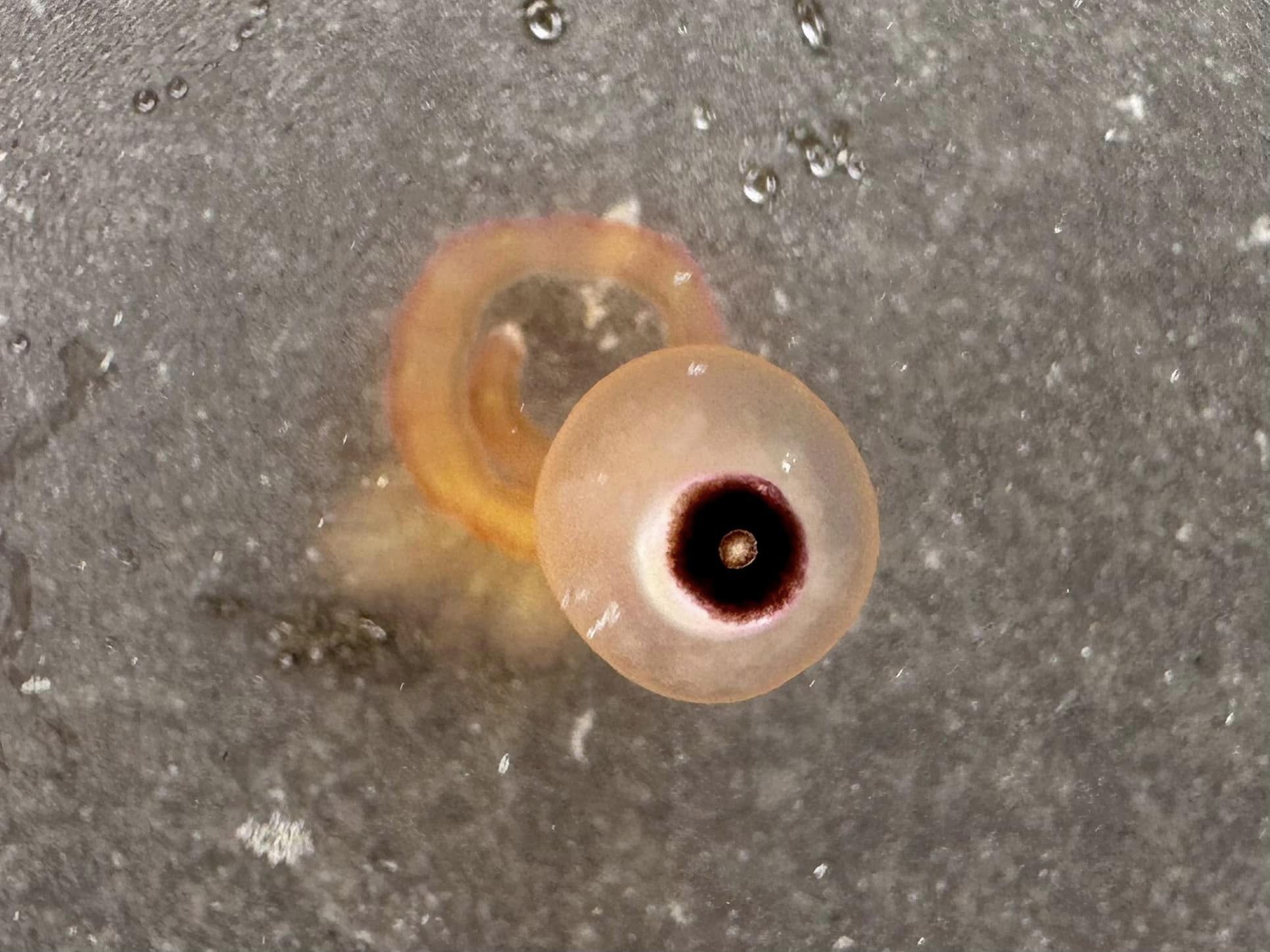 Strange sea creatures wash ashore in Gulf of Mexico