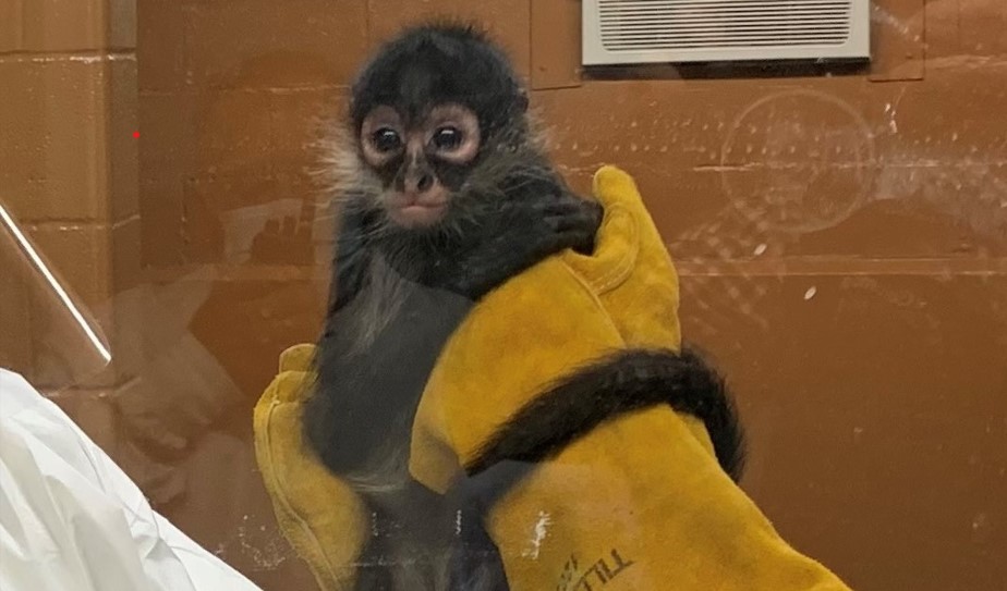 Katy spider monkey smuggler sentenced to federal prison