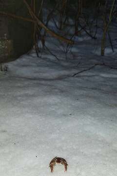 Early frog and snake activity in Connecticut a concerning sign