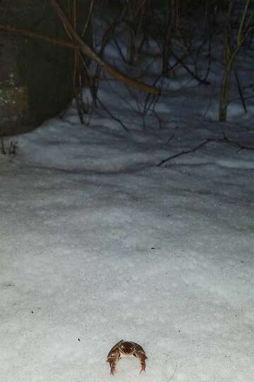 Early frog and snake activity in Connecticut a concerning sign