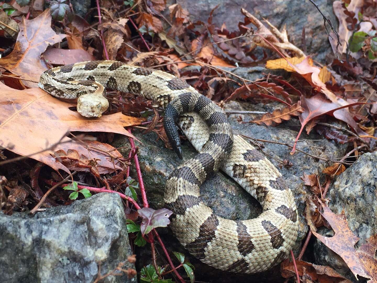 Early frog and snake activity in Connecticut a concerning sign
