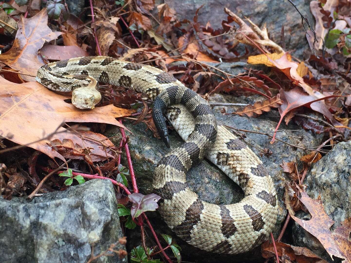 Early frog and snake activity in Connecticut a concerning sign