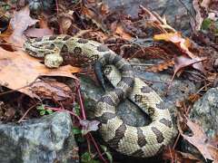 Early frog and snake activity in Connecticut a concerning sign