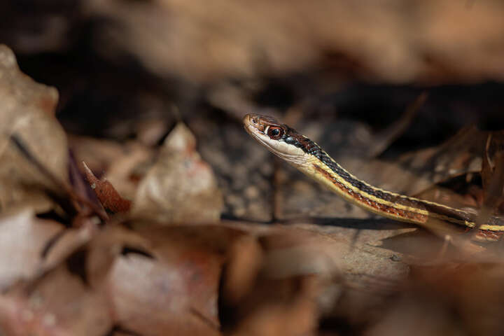 Early frog and snake activity in Connecticut a concerning sign
