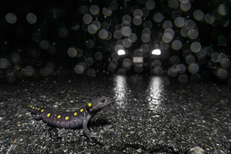 Early frog and snake activity in Connecticut a concerning sign