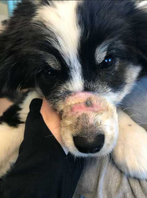 Warrants: Derby couple's puppy found outside muzzled and hurt