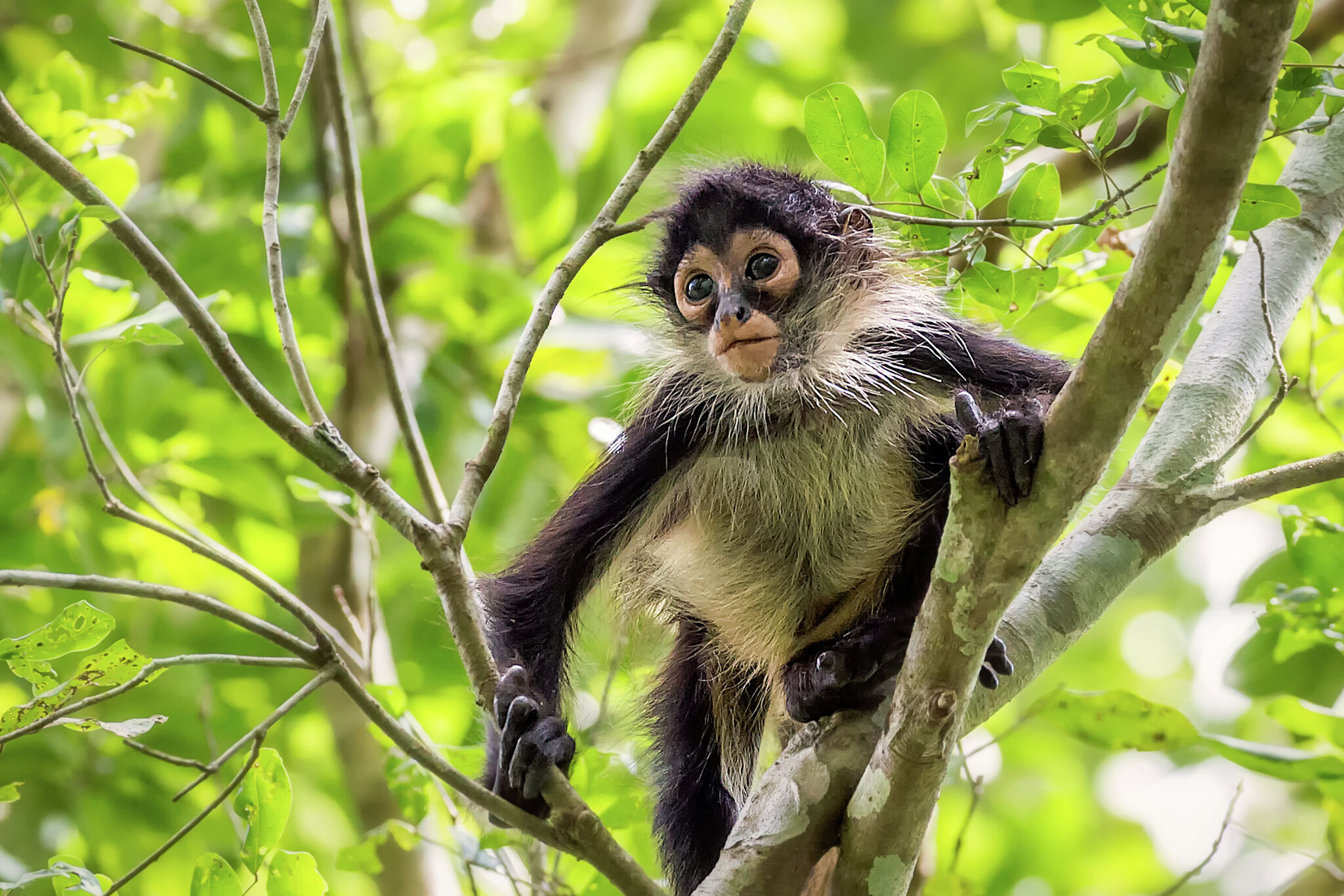Laredo CBP officers uncover concealed spider monkey