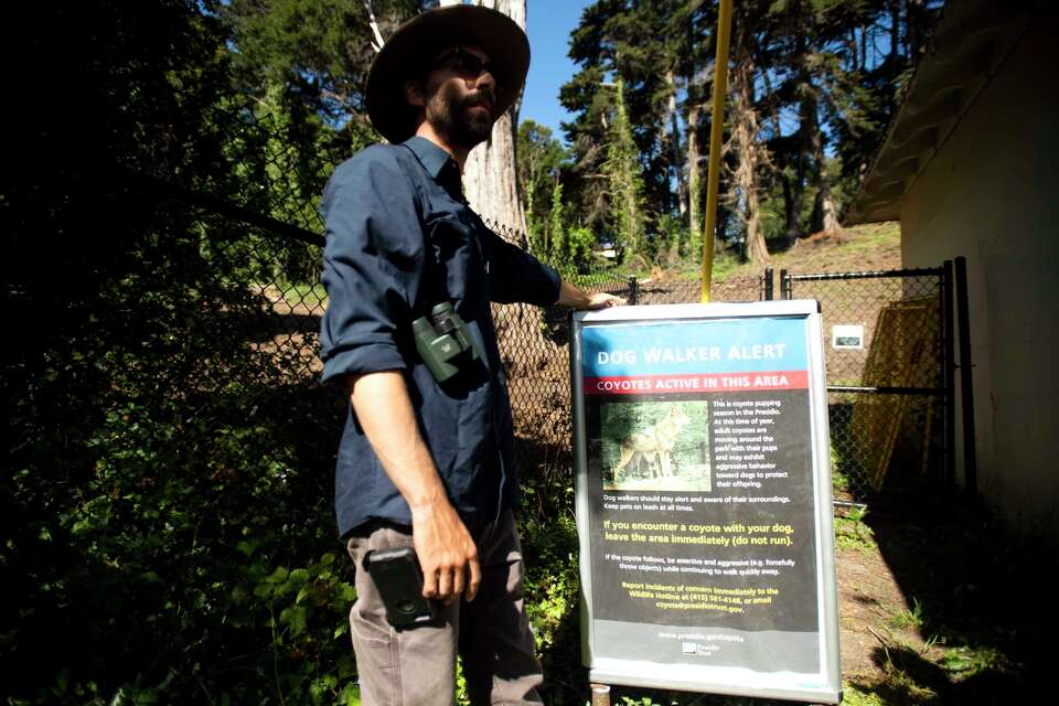 San Francisco Presidio restricts dog walking for coyote pupping season
