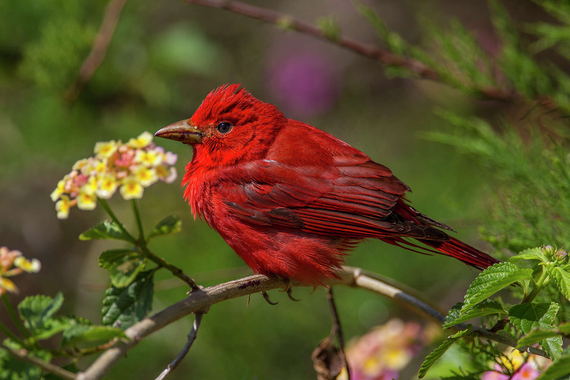 Neotropical songbirds face tough migration to Texas coast
