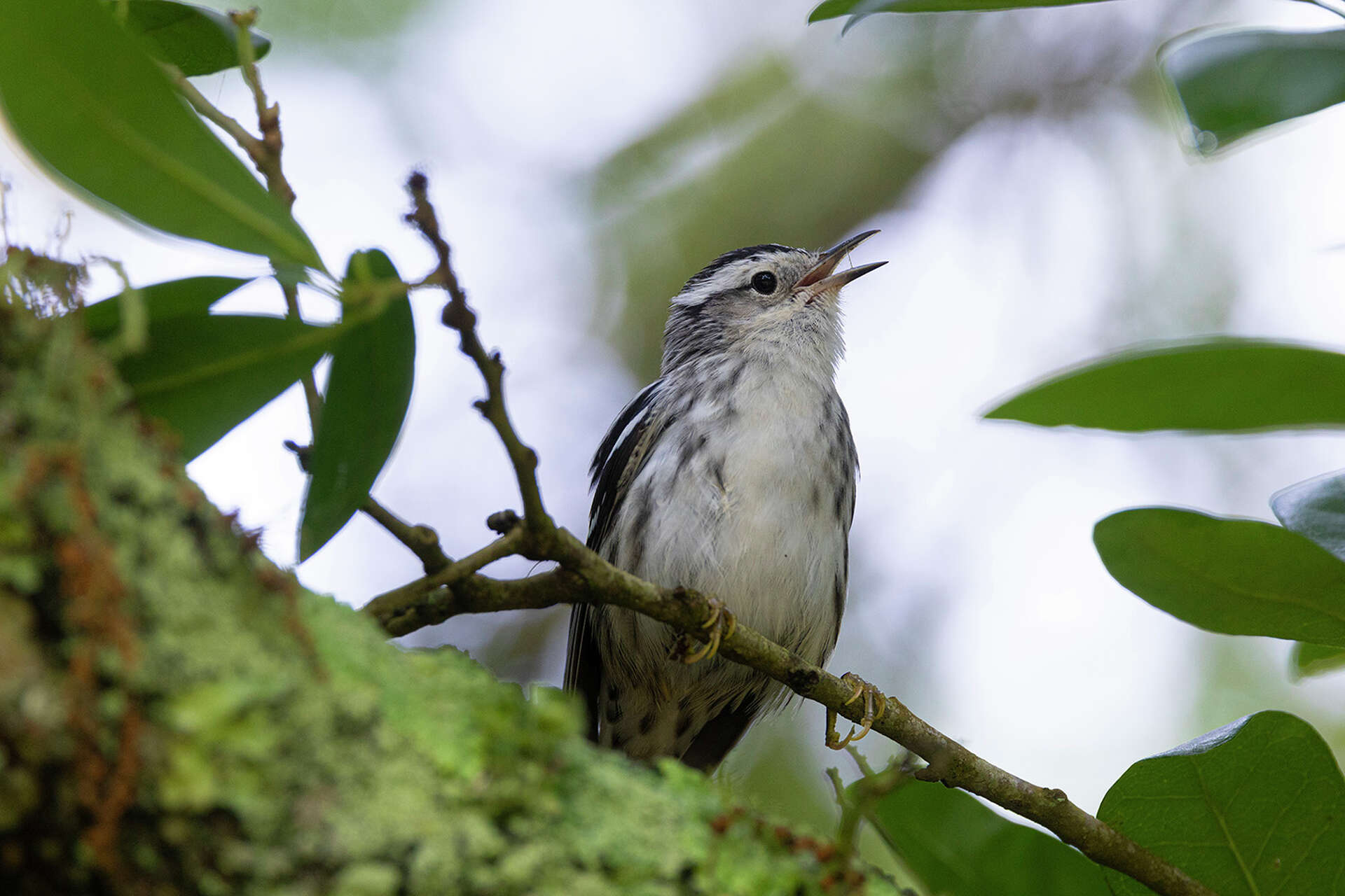 Neotropical songbirds face tough migration to Texas coast