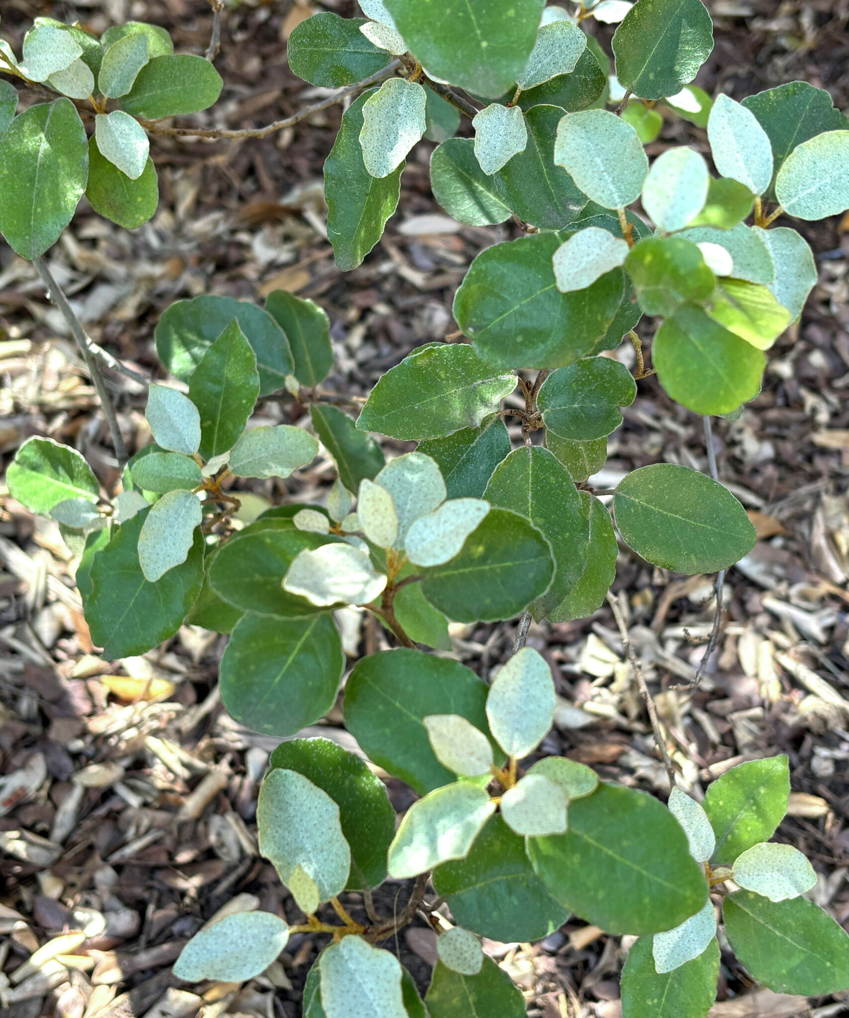 Silverberry is tough, but can it survive Texas winters?
