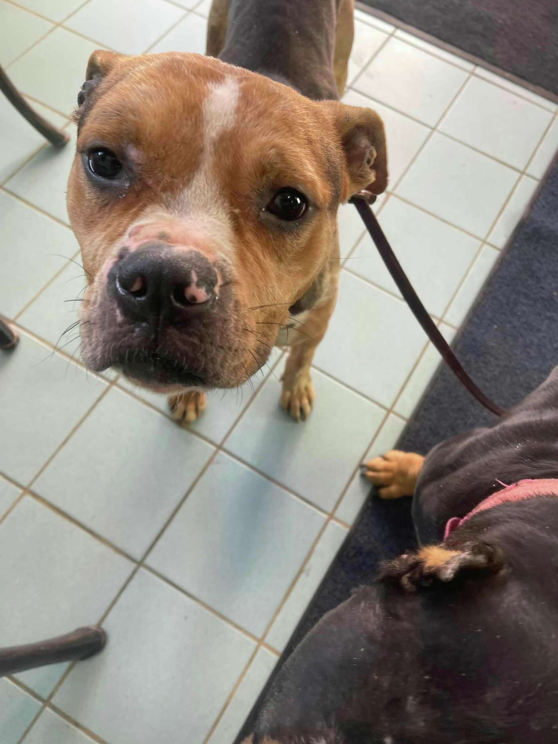 Woodbridge officials seek owners of emaciated dogs found roaming