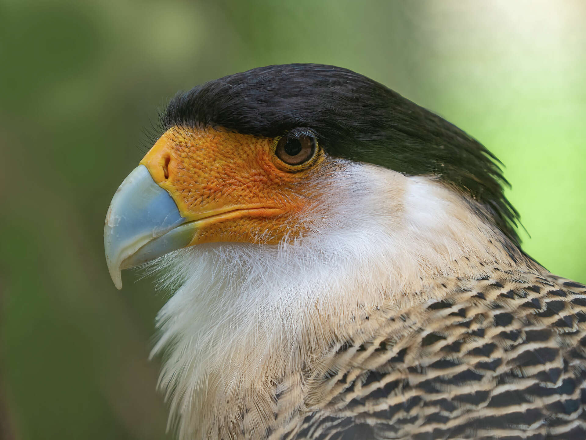 Mexican eagle spotted at South Texas park