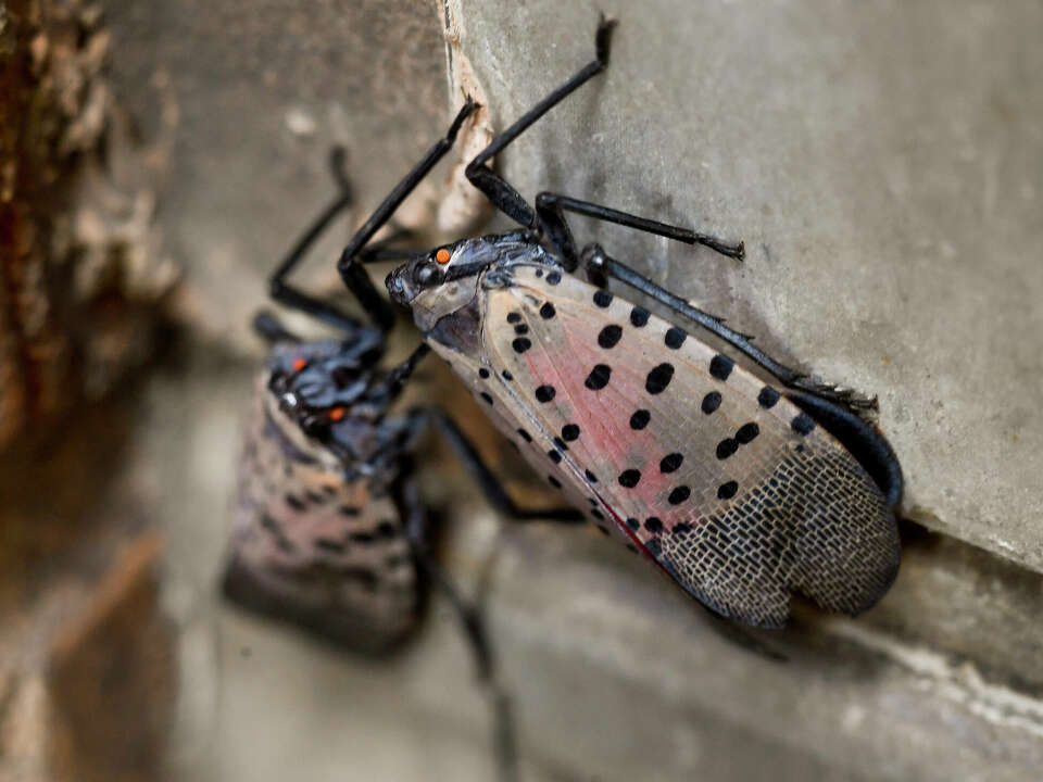 Young spotted lanternflies emerge in CT. Here's how to spot them.