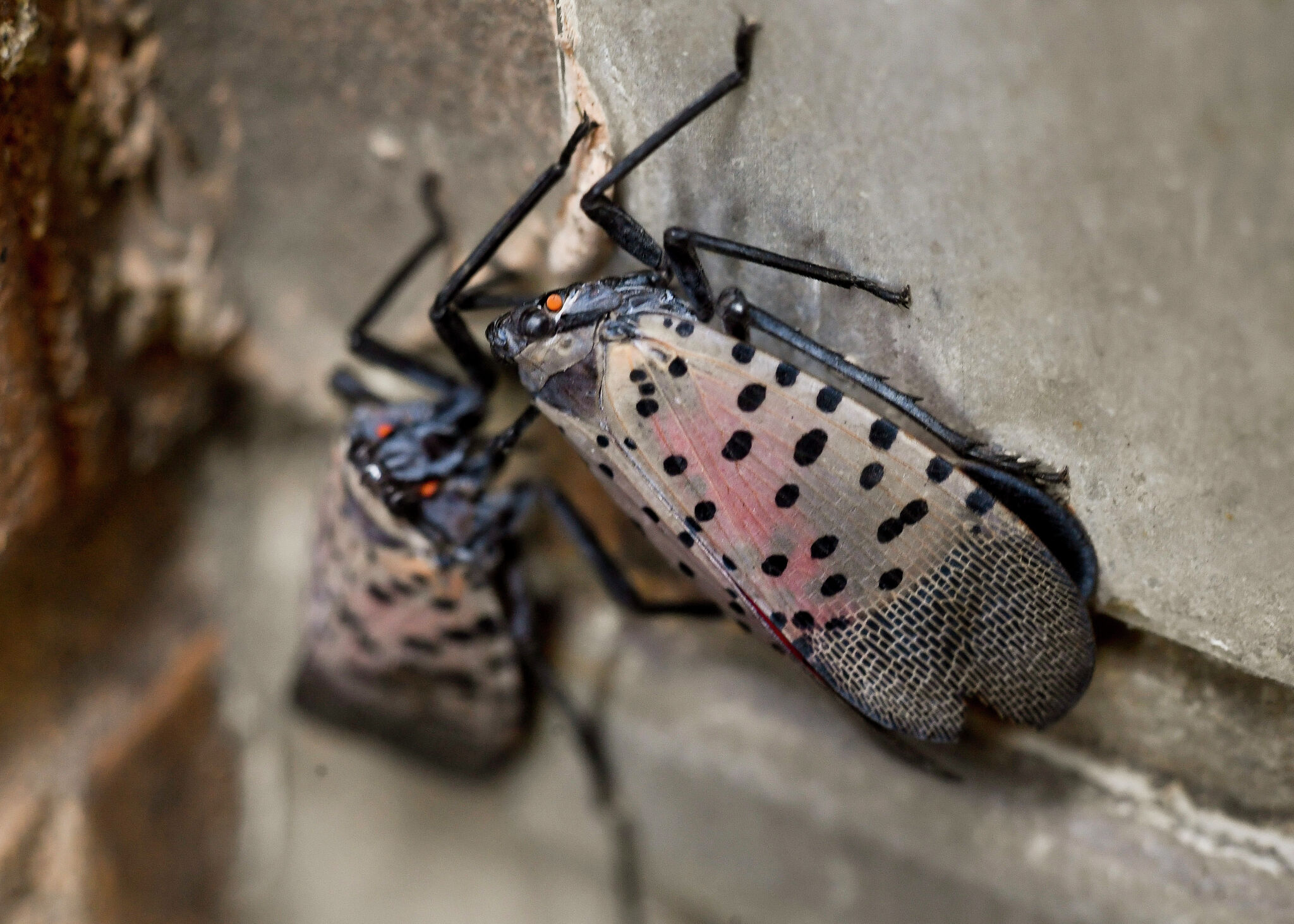 Spotted lanternflies expected this May in CT. Here's what to do.